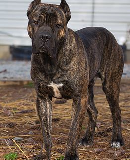 Patron – Serafina Cane Corso